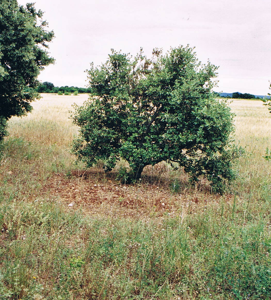 Producteur de Truffes à Uzès » Les Truffières