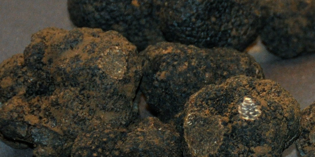 Producteur de Truffes à Uzès » La Truffe
