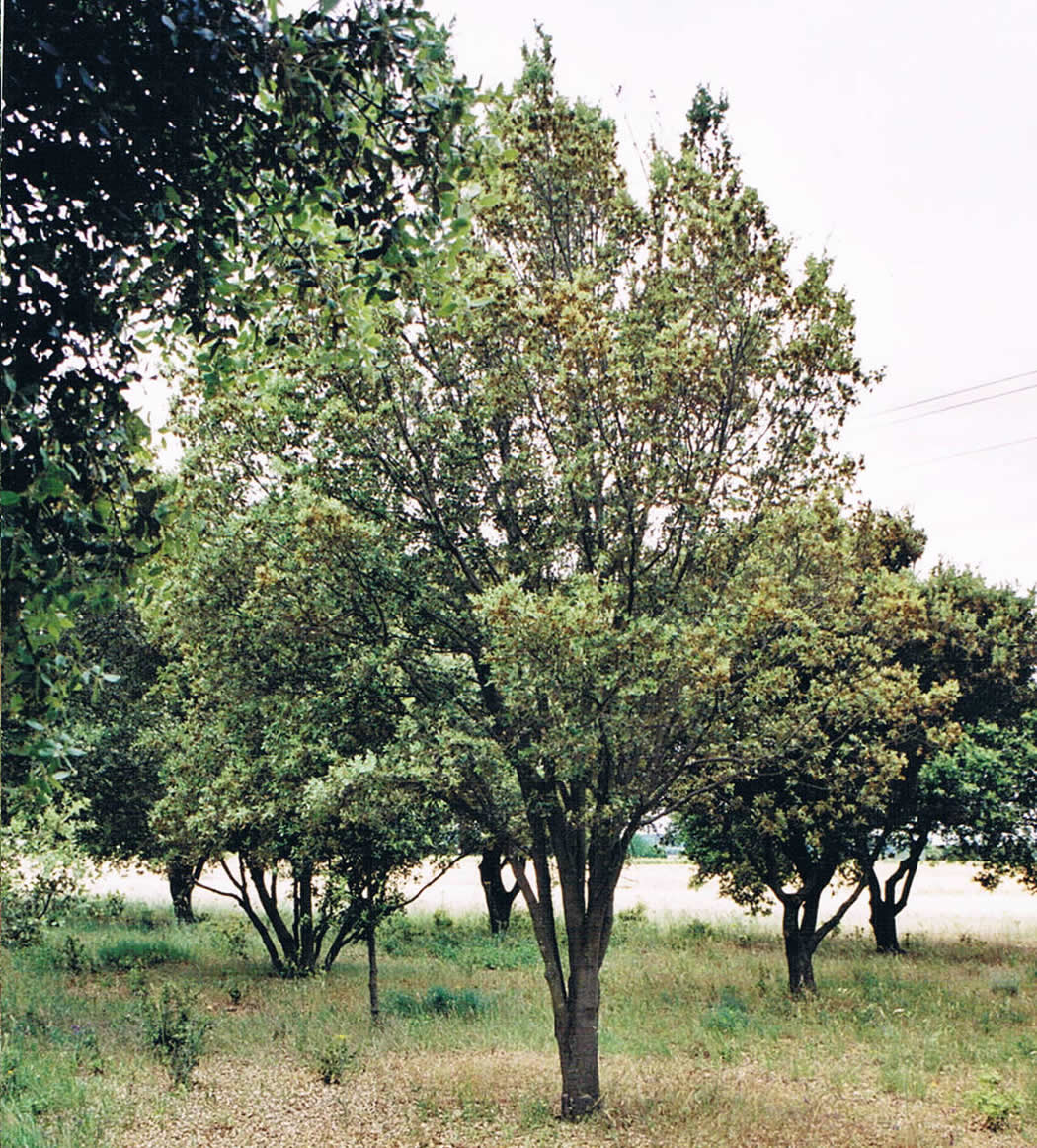 Producteur de Truffes à Uzès » Les Truffières
